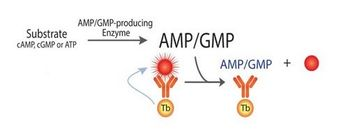 BellBrook Labs - TRANSCREENER AMP2/GMP2 TR-FRET Assay Community ...