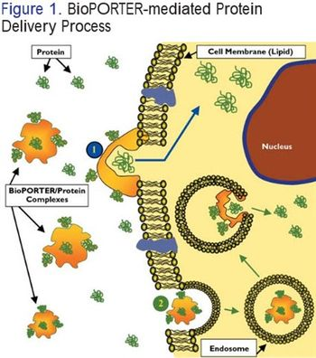 AMSbio - BioPORTER Protein Delivery Reagent Community, Manuals and ...