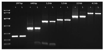 Kapa Biosystems - KAPA3G Plant PCR Kits Community, Manuals and ...