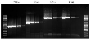 Kapa Biosystems - Long Range PCR Kits Community, Manuals and ...