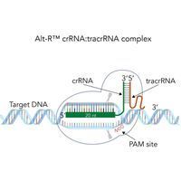 Integrated DNA Technologies (IDT) - CRISPR-Cas9 Genome Editing ...
